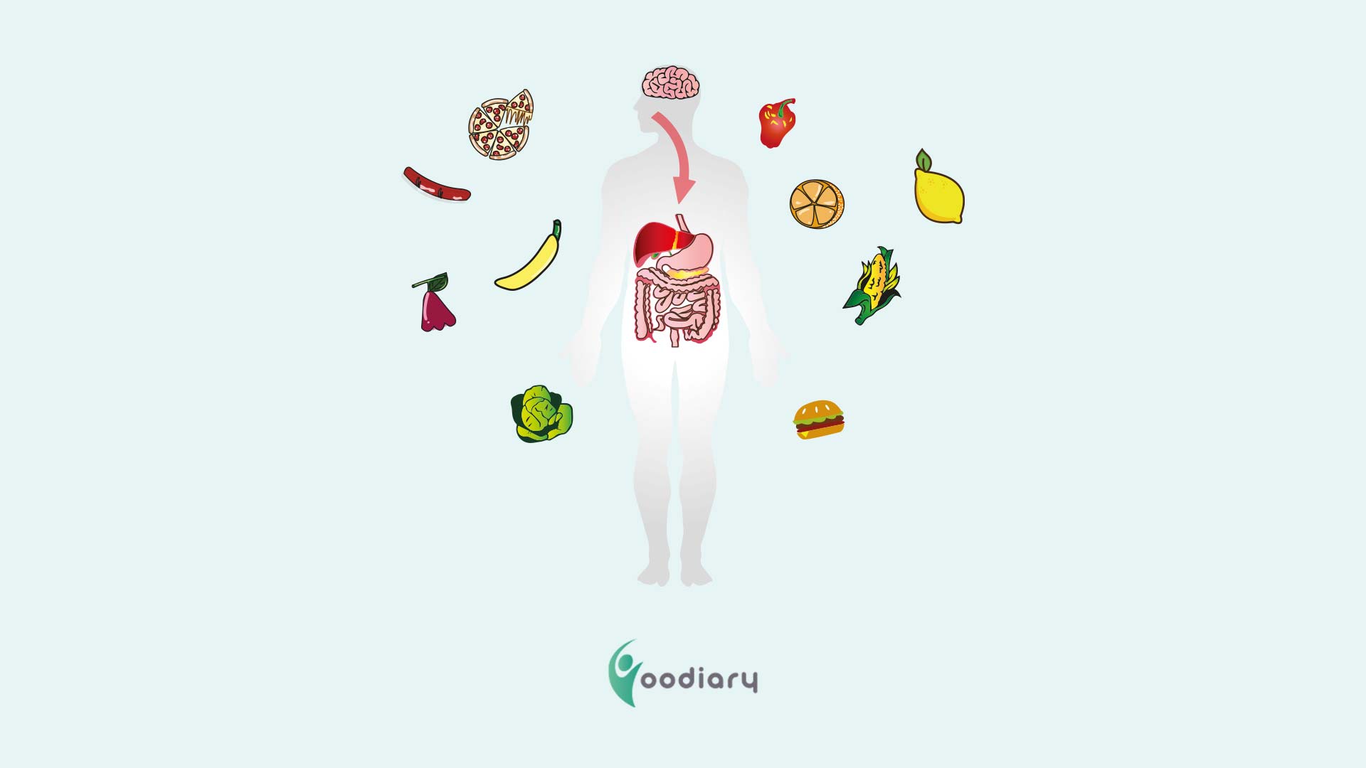 Stoffwechsel: Was macht der Stoffwechsel & wie regt man ihn an